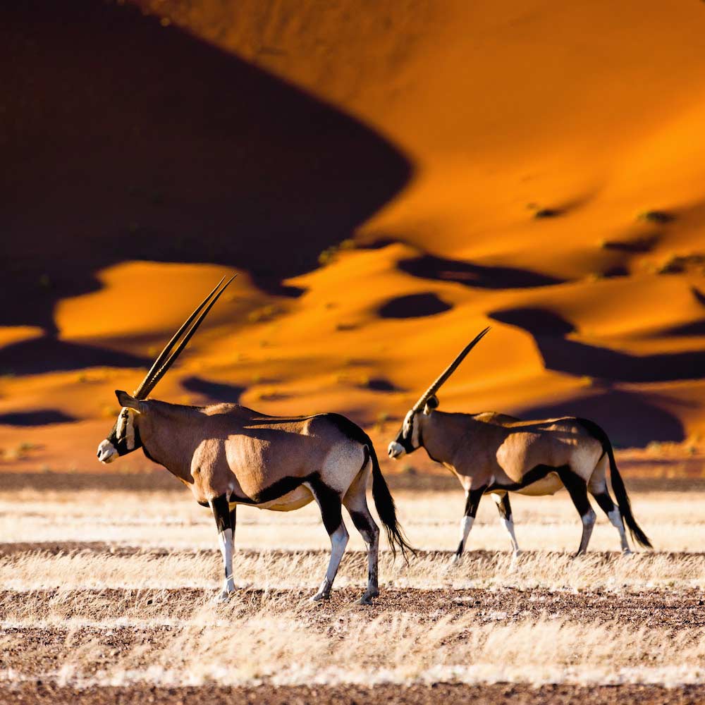 Places to Visit in Namibia | Things to do in Namibia | Vacaay