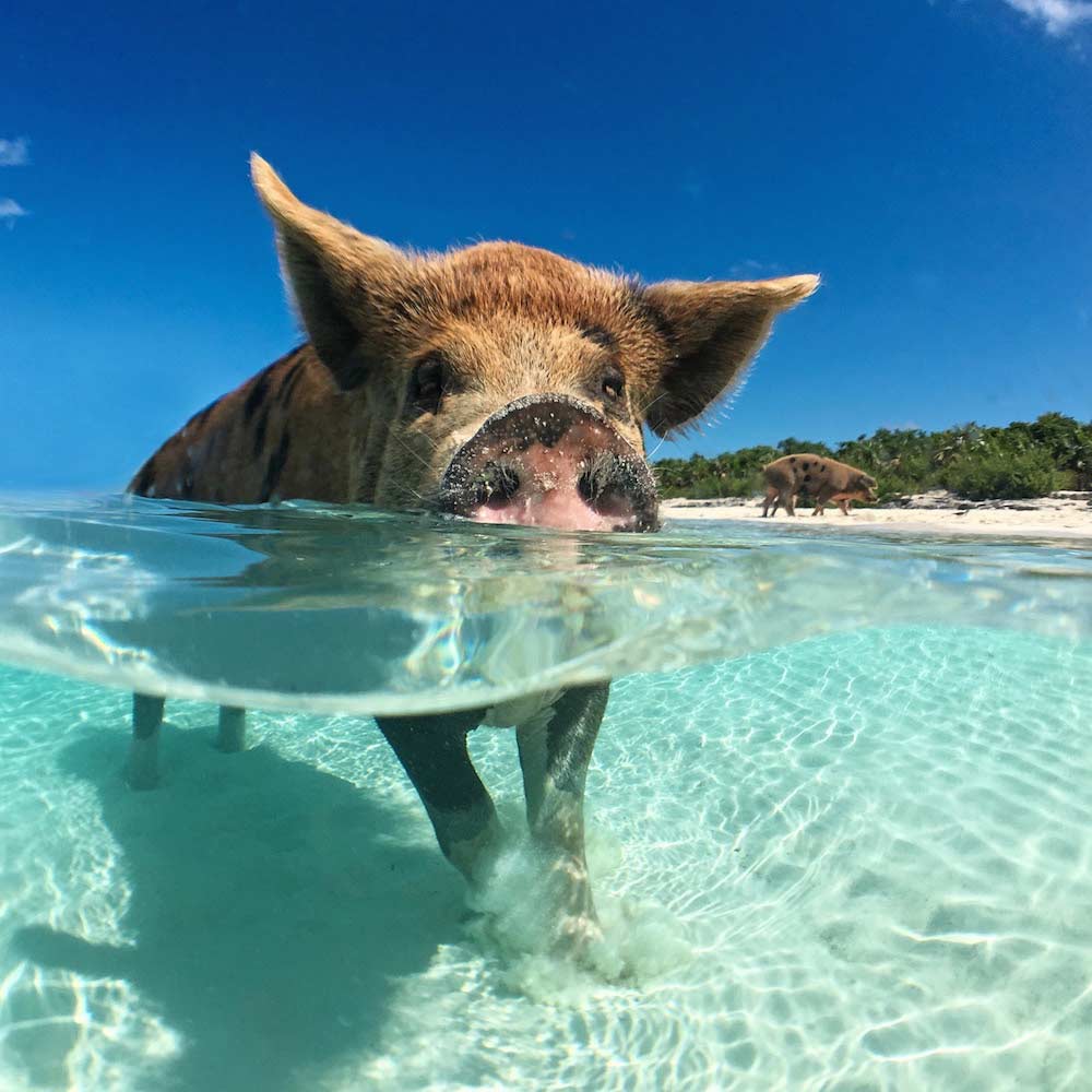 Places to Visit in Barbados | Things to do in Barbados | Vacaay